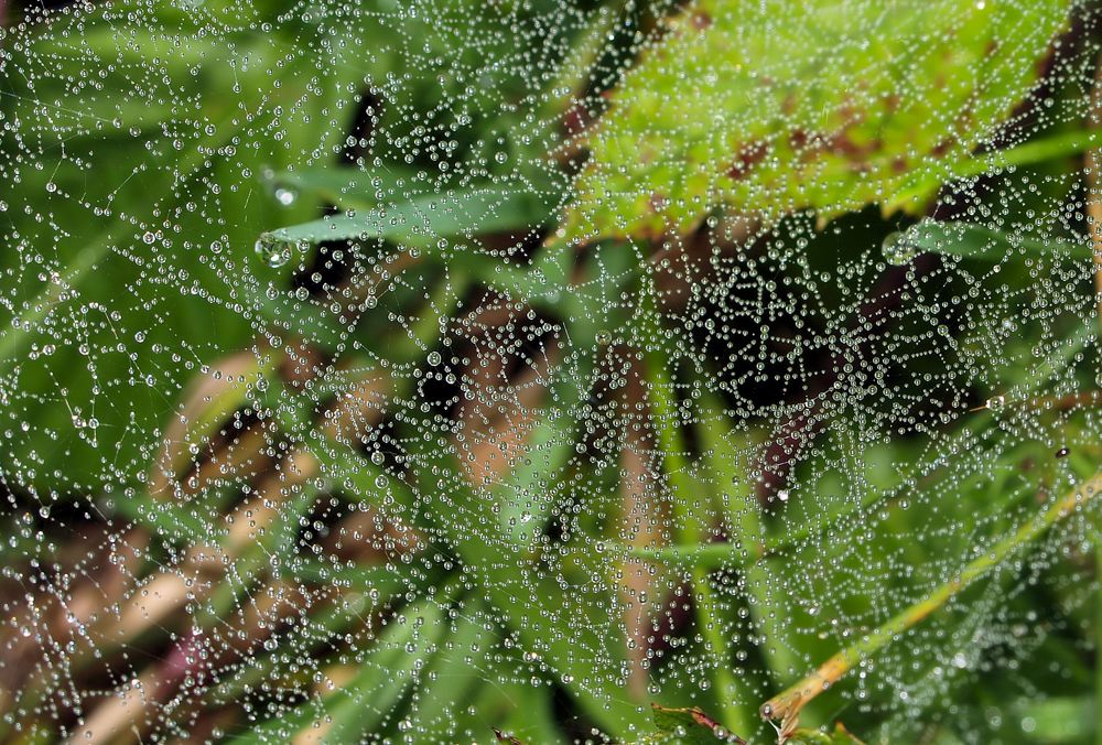 Gut vernetzt.... Foto & Bild | tiere, wildlife, spinnen Bilder auf ...