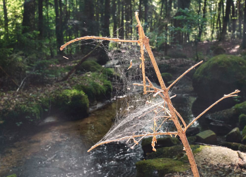 gut vernetzt Foto & Bild | landschaft, bach, fluss & see, wald Bilder ...