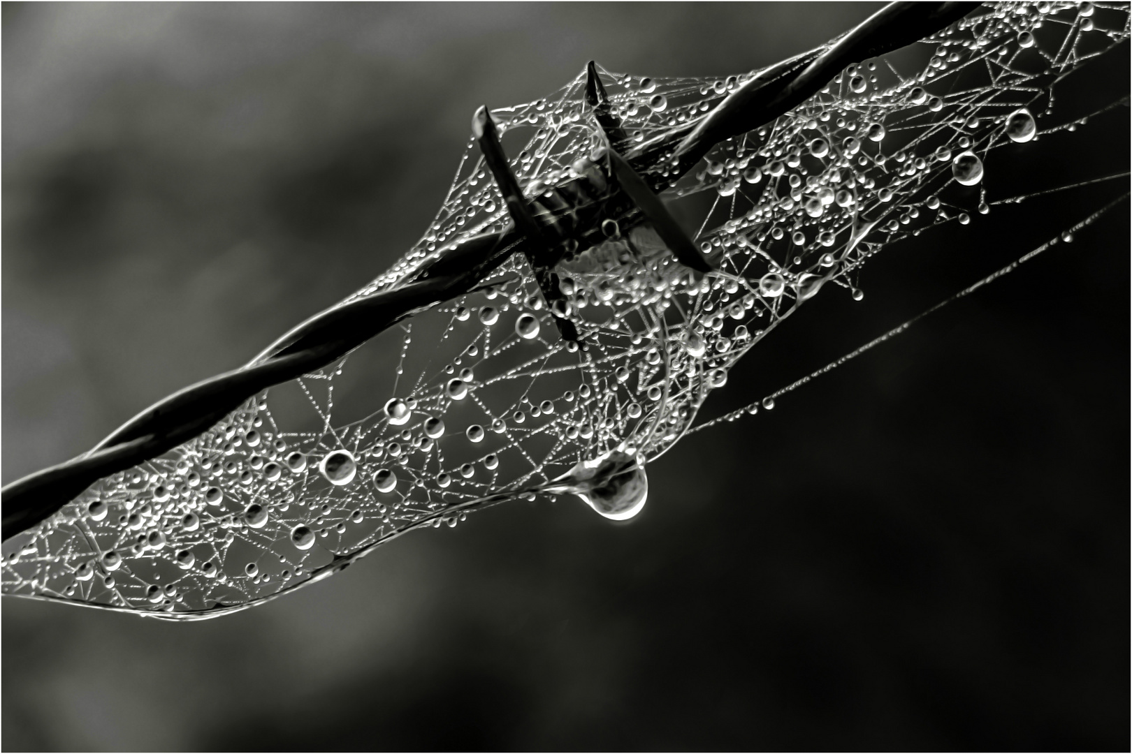 Gut vernetzt...(black friday 3.03.2023) Foto & Bild | spezial, outdoor ...