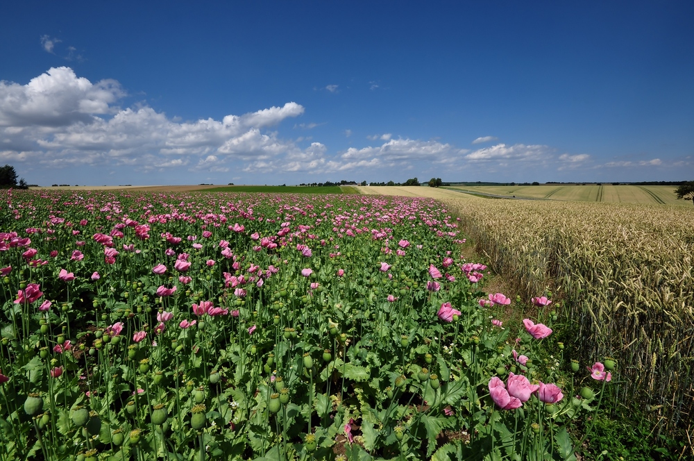 GUTE ERNTE *************** Foto & Bild | landschaft, Äcker, felder & wiesen