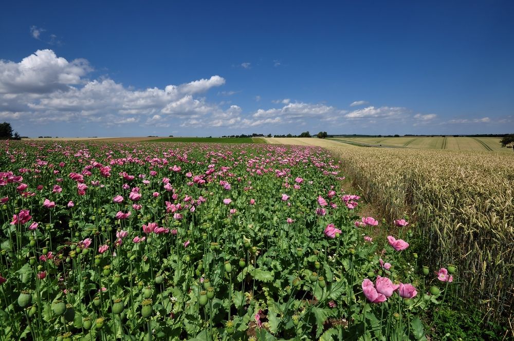 GUTE ERNTE *************** Foto & Bild | landschaft, Äcker, felder & wiesen