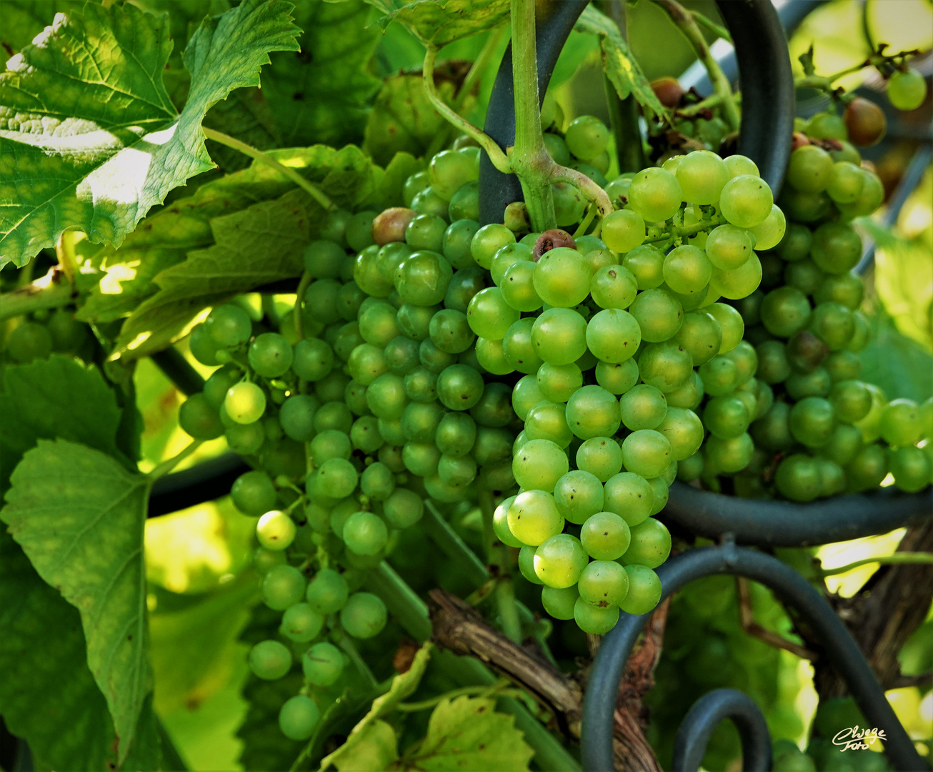 Gute Ernte Foto & Bild | natur, herbst, wein Bilder auf fotocommunity