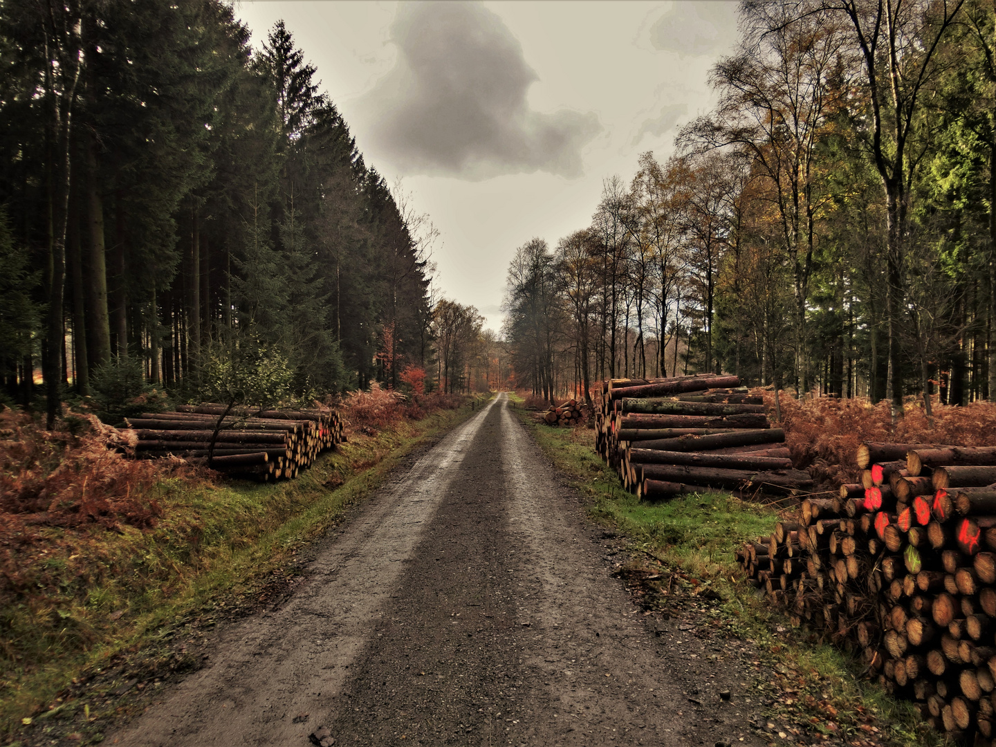 Gute Ernte Foto & Bild | landschaft, wald, gute ernte Bilder auf ...