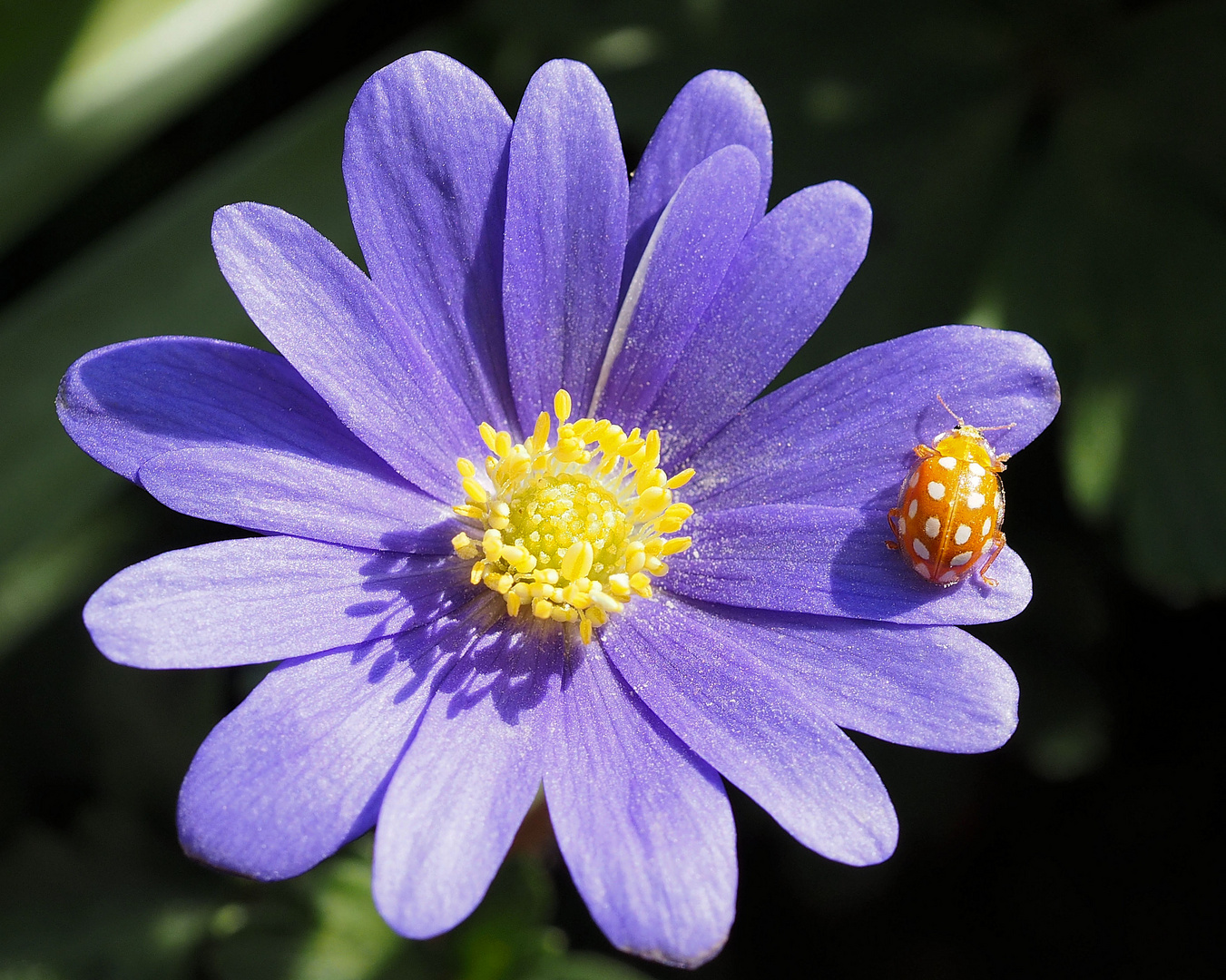 Gute Laune Bild ... Foto & Bild | fotos, natur, pflanzen Bilder auf ...