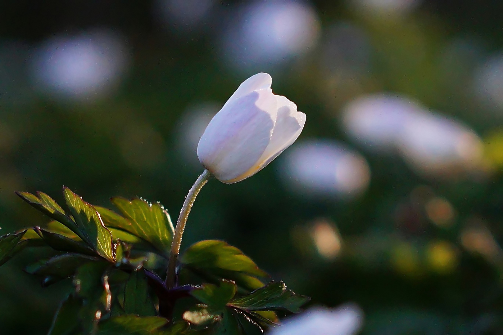 Gute Nacht Foto And Bild Pflanzen Und Blumen Natur Blumen Bilder Auf