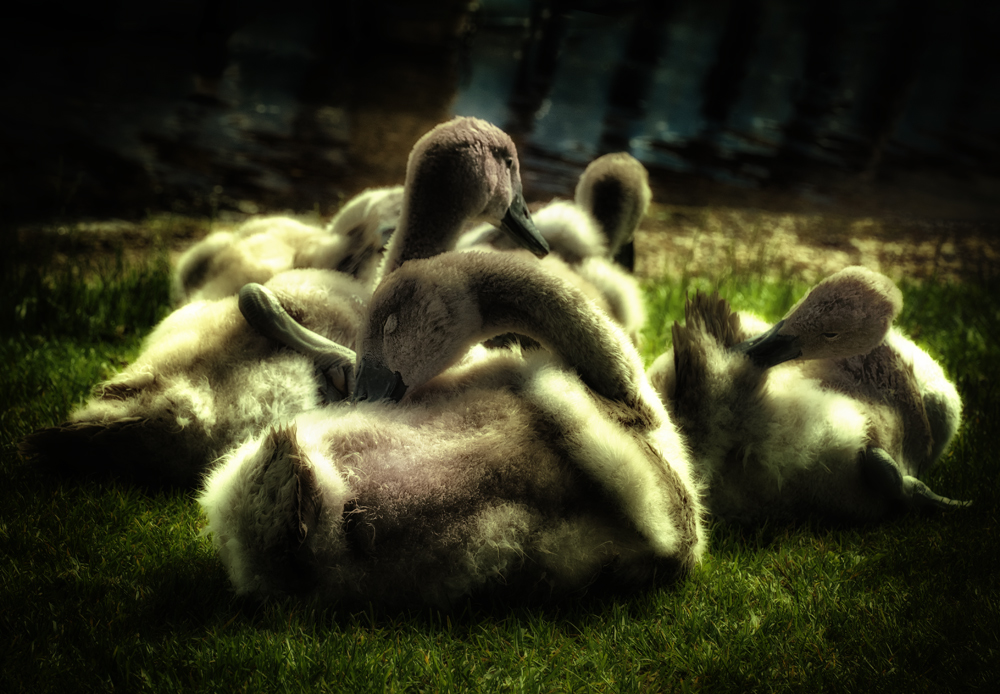 Gute Nacht Freunde... Foto & Bild | bearbeitungs - techniken, filtertechniken, tiere Bilder auf ...