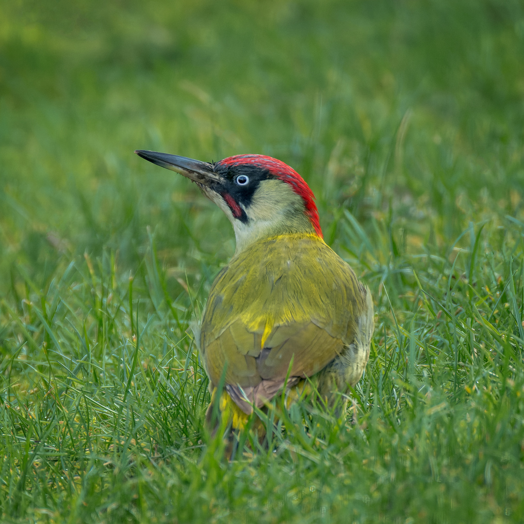 Gute Tarnung Foto & Bild | tiere, wildlife, wild lebende vögel Bilder ...