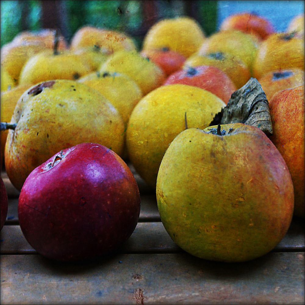 .gute.ernte. Foto & Bild | bearbeitungs - techniken, natur, stillleben ...