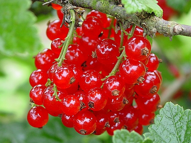 Guten Appetit ! Foto & Bild | nah- & makro, techniken, aufnahme-techniken Bilder auf fotocommunity