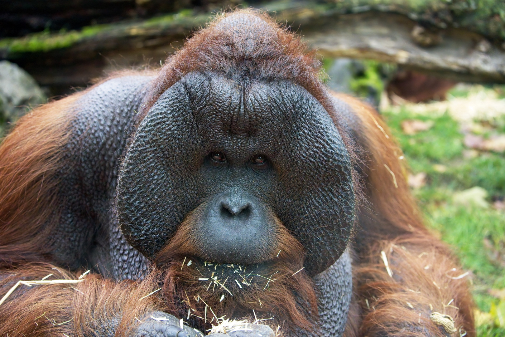 Guten Appetit Foto & Bild | tiere, tierdetails, portrait Bilder auf ...