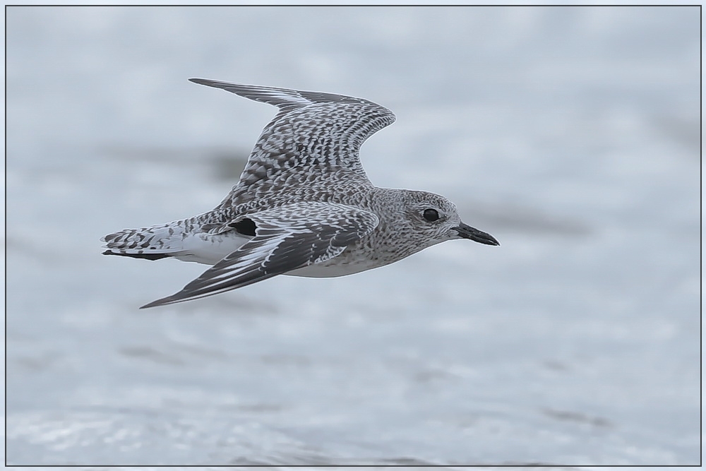Guten Flug Foto & Bild | wattvögel, rallen, natur, regenpfeifer Bilder ...