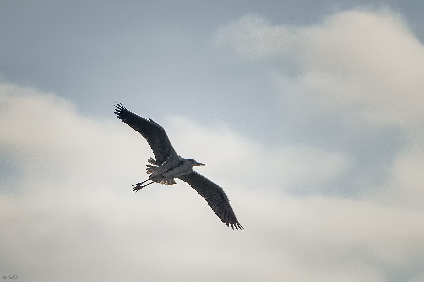 Guten Flug Foto & Bild | tiere, wildlife, wild lebende vögel Bilder auf ...
