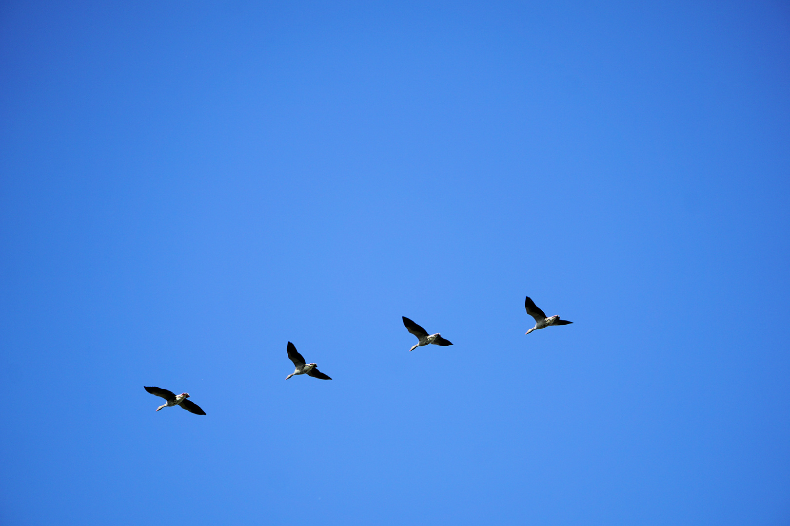 guten Flug nach ...... (II) Foto & Bild | tiere, wildlife, wild lebende ...