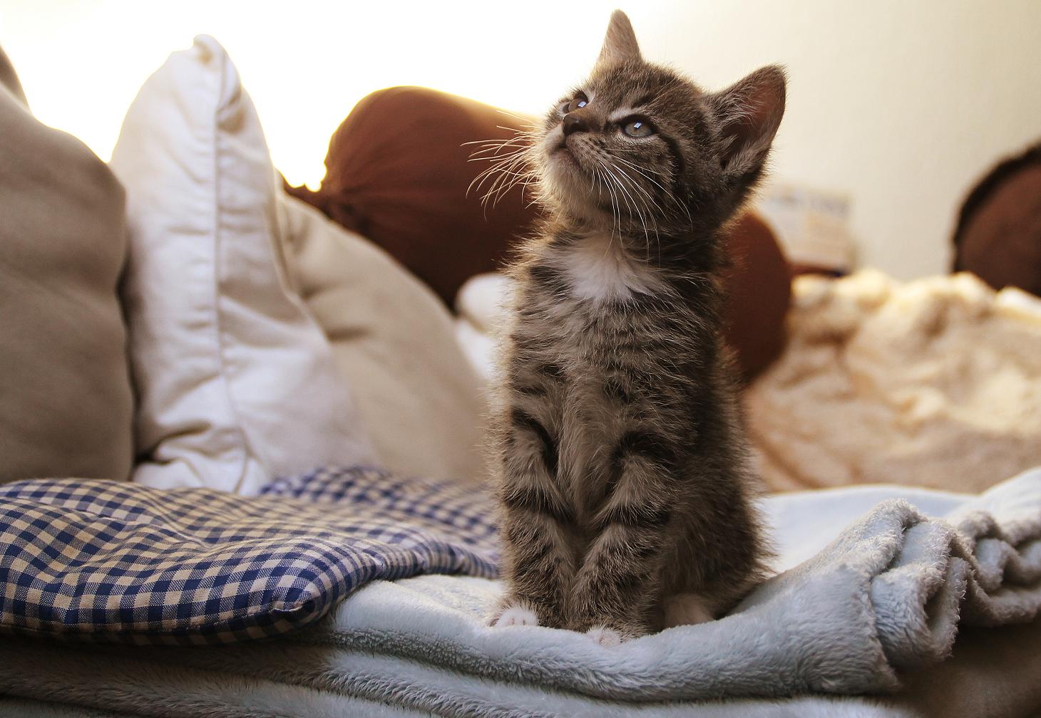 Guten Morgen.. Foto & Bild | tiere, haustiere, katzen Bilder auf ... Guten Morgen.. Foto & Bild | tiere, haustiere, katzen Bilder auf ...
