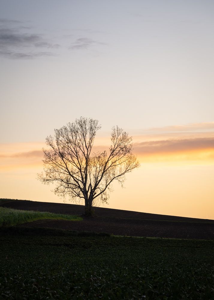 Guten Morgen Foto & Bild | pflanzen, pilze & flechten, landschaft ...