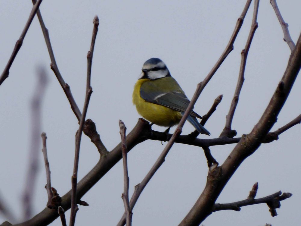 Guten Morgen kleine Meise Foto & Bild | tiere, wildlife, wild lebende ...