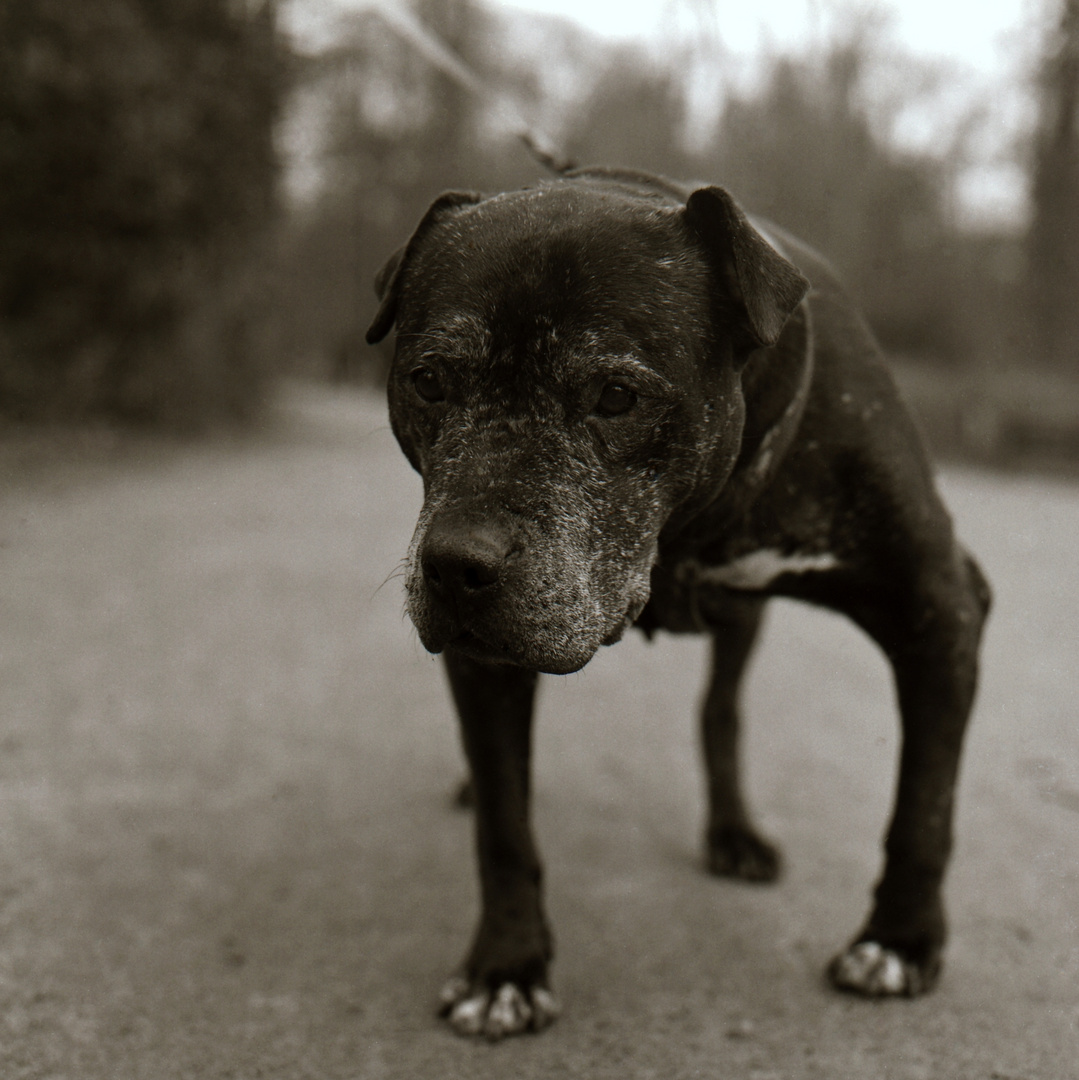 Guter alter Hund Foto & Bild | tiere, haustiere, hunde Bilder auf ...