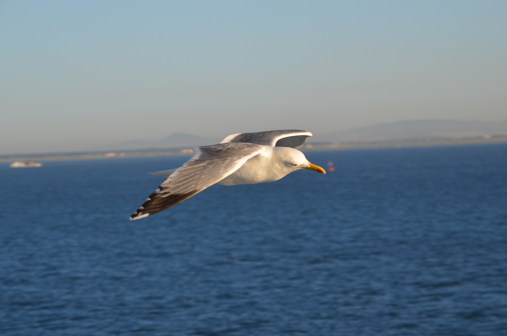 Guter Flug Foto & Bild | tiere, wildlife, möwe Bilder auf fotocommunity