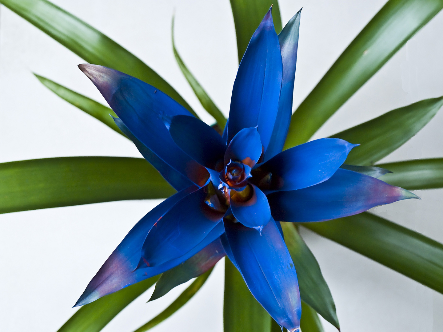 Guzmania photo et image | fleurs, fleurs fruits arbres, guzmania Images ...