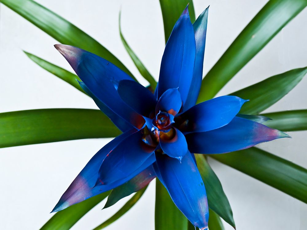 Guzmania photo et image | fleurs, fleurs fruits arbres, guzmania Images ...