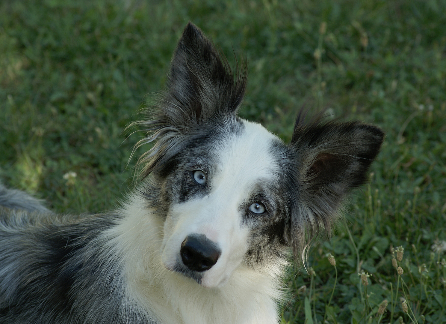 Gwenn, border colley bleu merle. photo et image | animaux, animaux ...