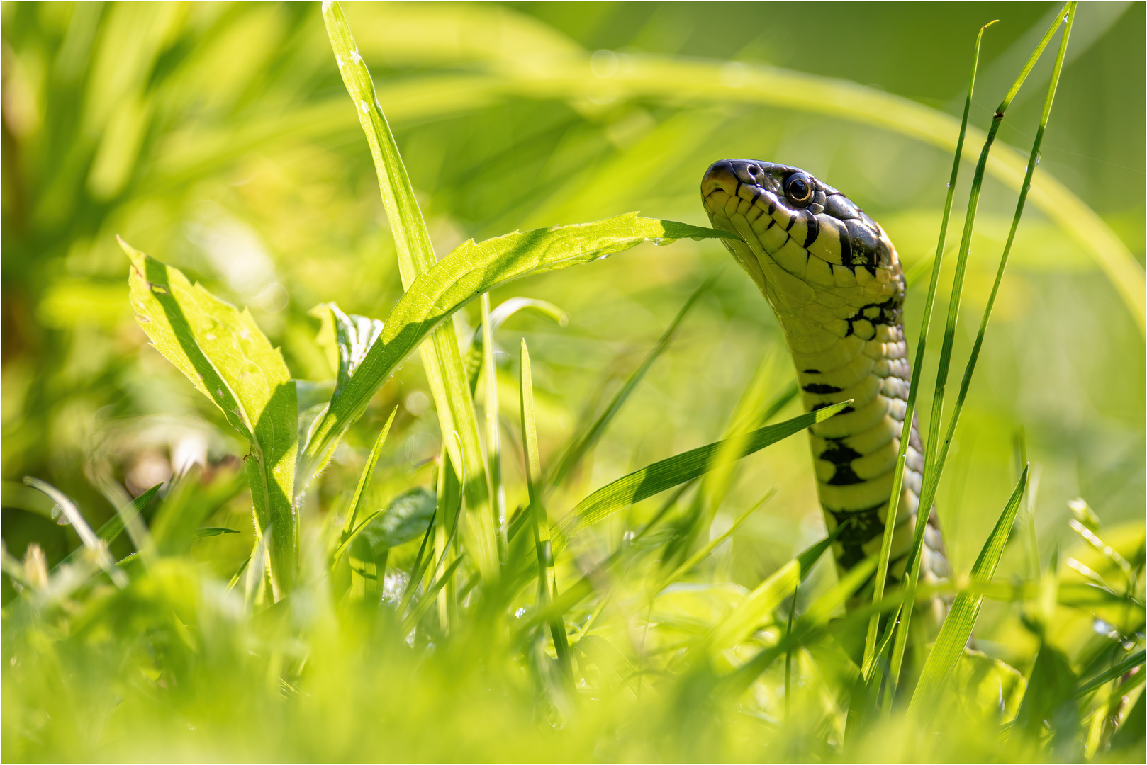 H a b a c h t s t e l l u n g Foto & Bild | natur, tiere, wildlife Bilder auf fotocommunity