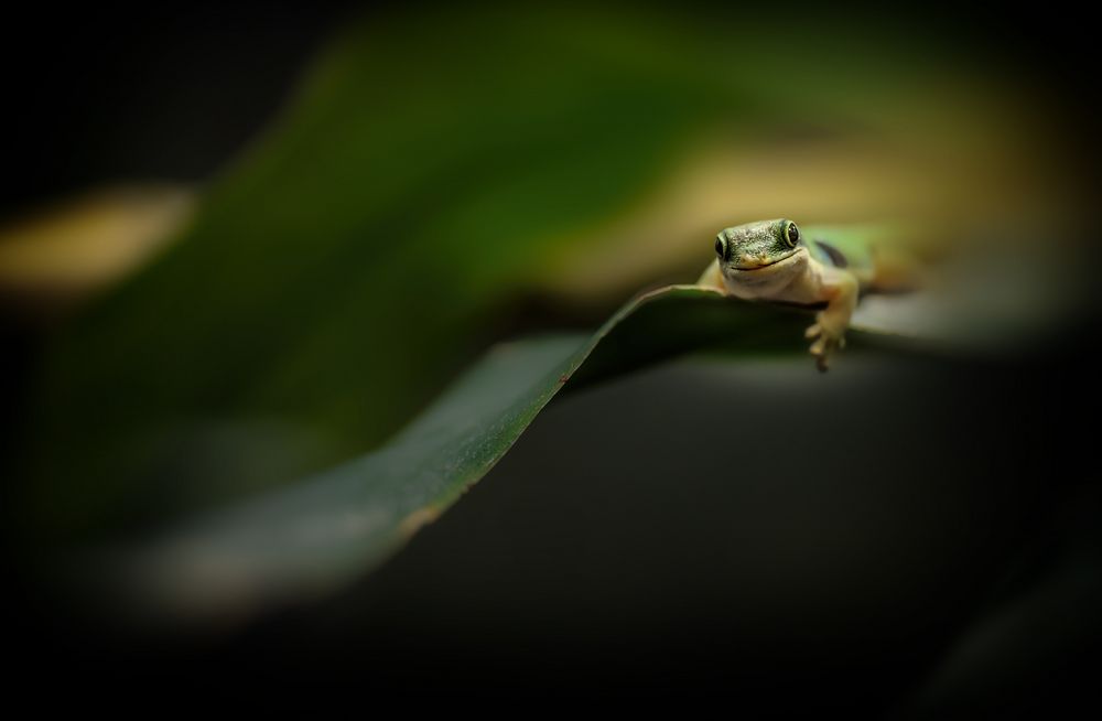 h a l l o . . . Foto & Bild | Bilder auf fotocommunity