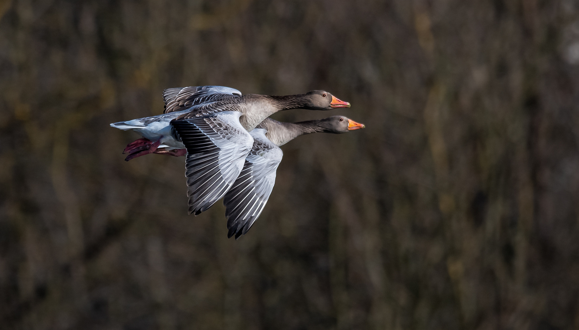 H a r m o n i s c h e r ... F l u g . . . . . Foto & Bild | tiere ...