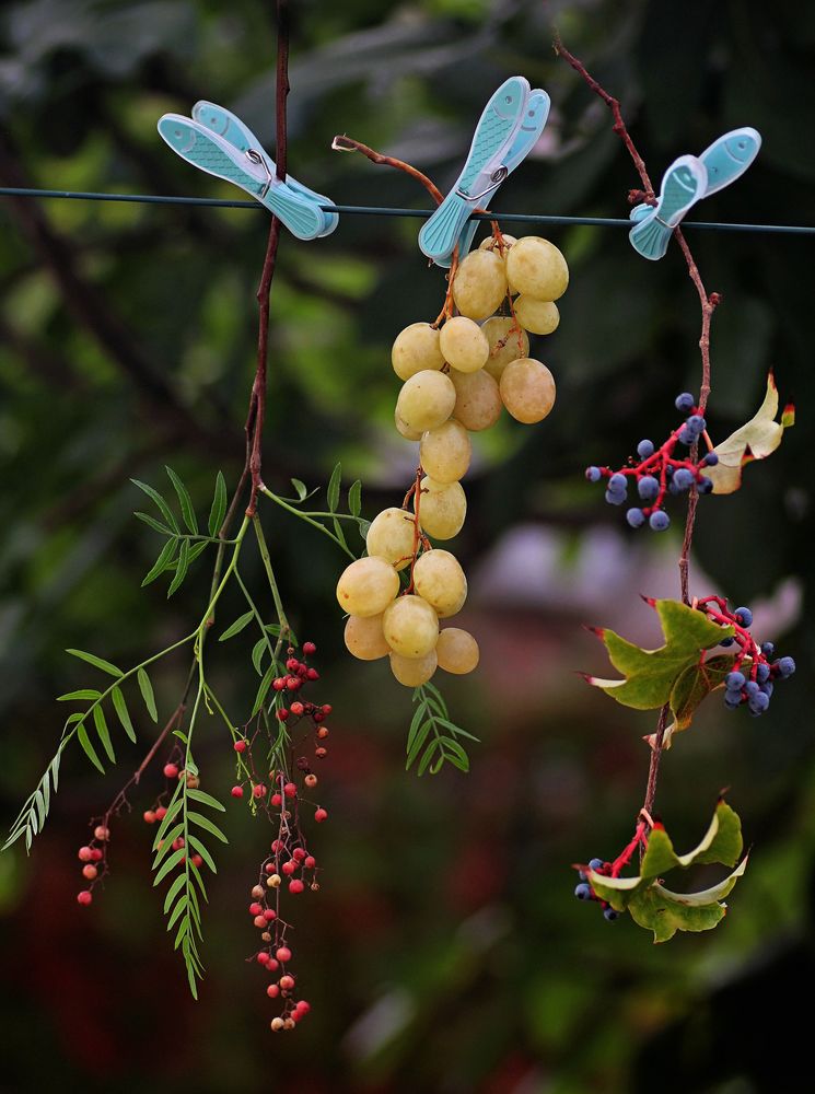 H E R B S T Foto & Bild | herbst, trauben, jahreszeiten Bilder auf ...