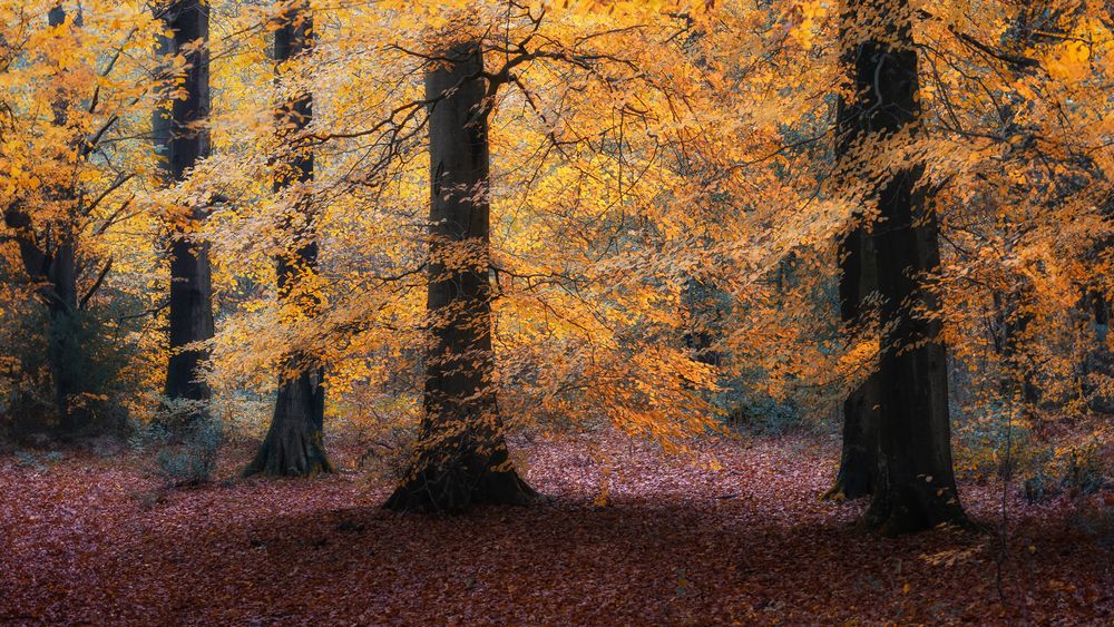 H E R B S T L E U C H T E N Foto & Bild | bäume, golden, natur Bilder auf fotocommunity