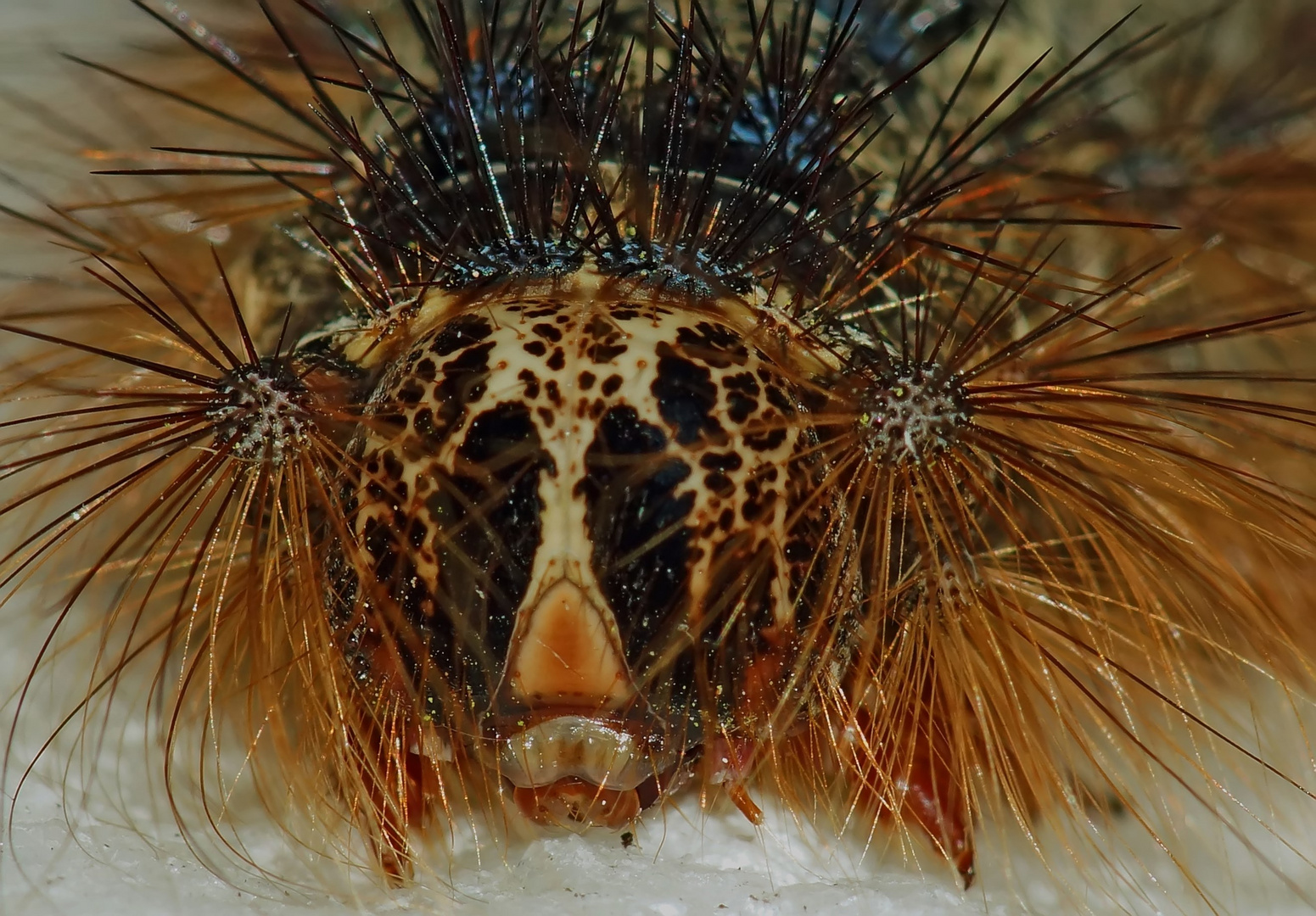 haarig Foto & Bild | tiere, wildlife, insekten Bilder auf fotocommunity