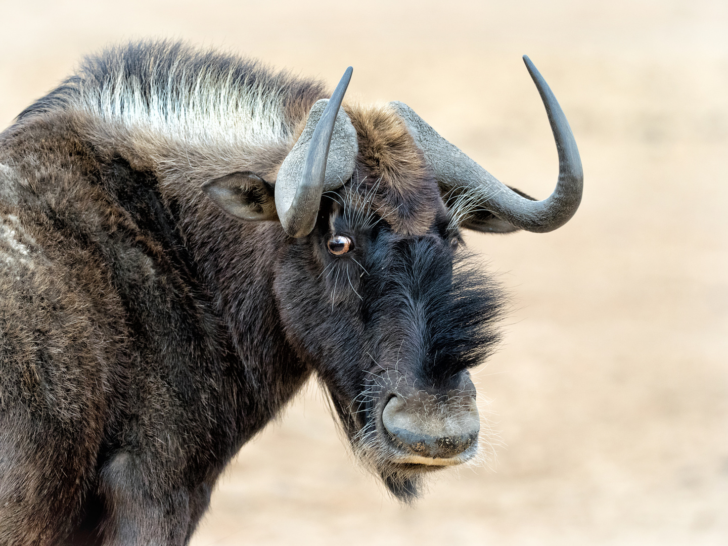 haarig Foto & Bild | africa, southern africa, south africa Bilder auf ...