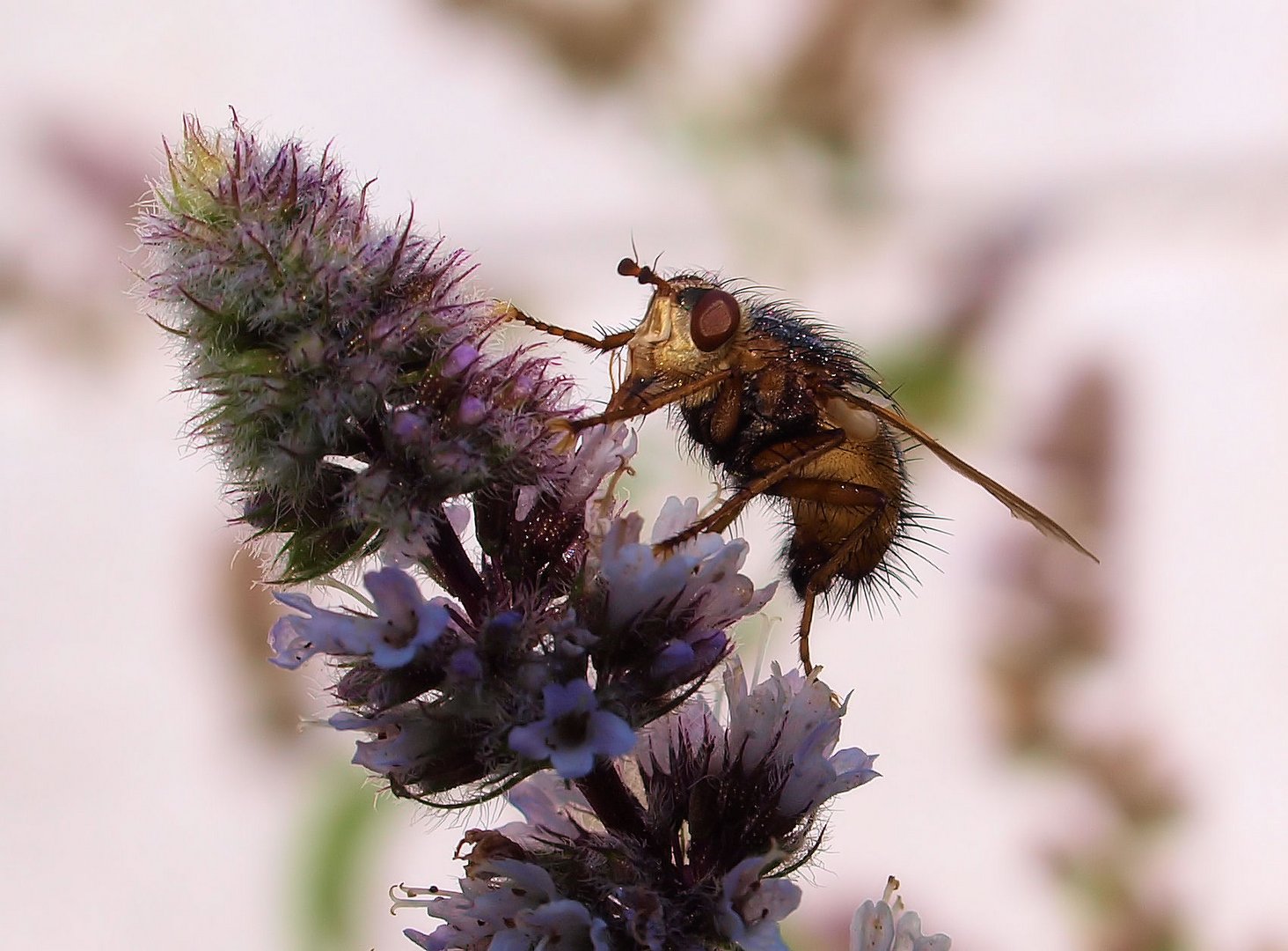 Haarig Foto & Bild | tiere, wildlife, insekten Bilder auf fotocommunity