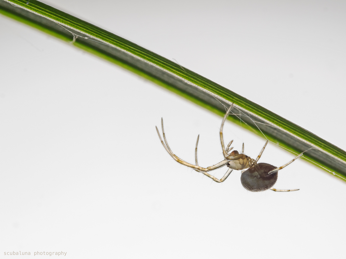 haarig Foto & Bild | natur, weiss, olympus Bilder auf fotocommunity