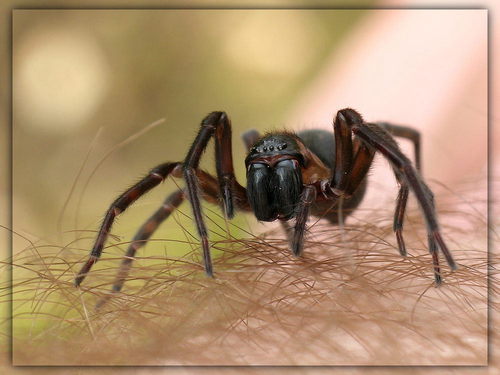 Haarig Foto & Bild | tiere, wildlife, spinnen Bilder auf fotocommunity