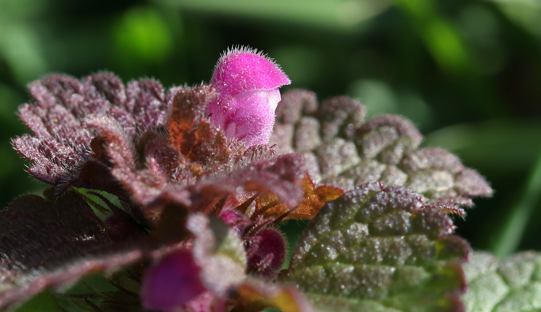 Haarig Foto & Bild | spezial, natur, nahaufnahme Bilder auf fotocommunity