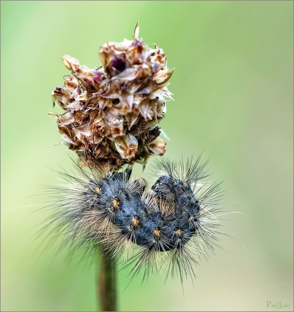 Haarig Foto & Bild | tiere, wildlife, insekten Bilder auf fotocommunity
