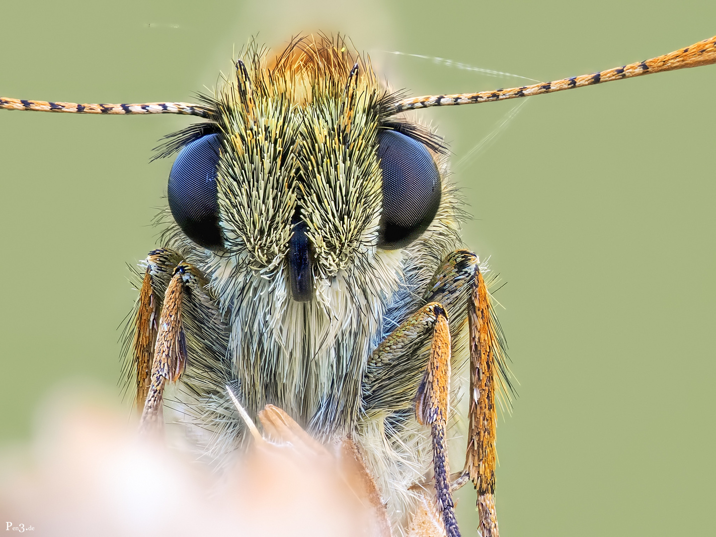 haarig... Foto & Bild | dokumentation, makro, natur Bilder auf ...