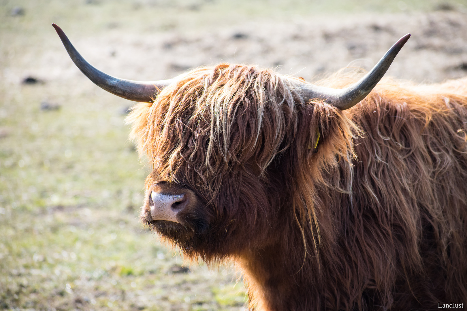 Haarig Foto & Bild | natur, landschaft, tiere Bilder auf fotocommunity