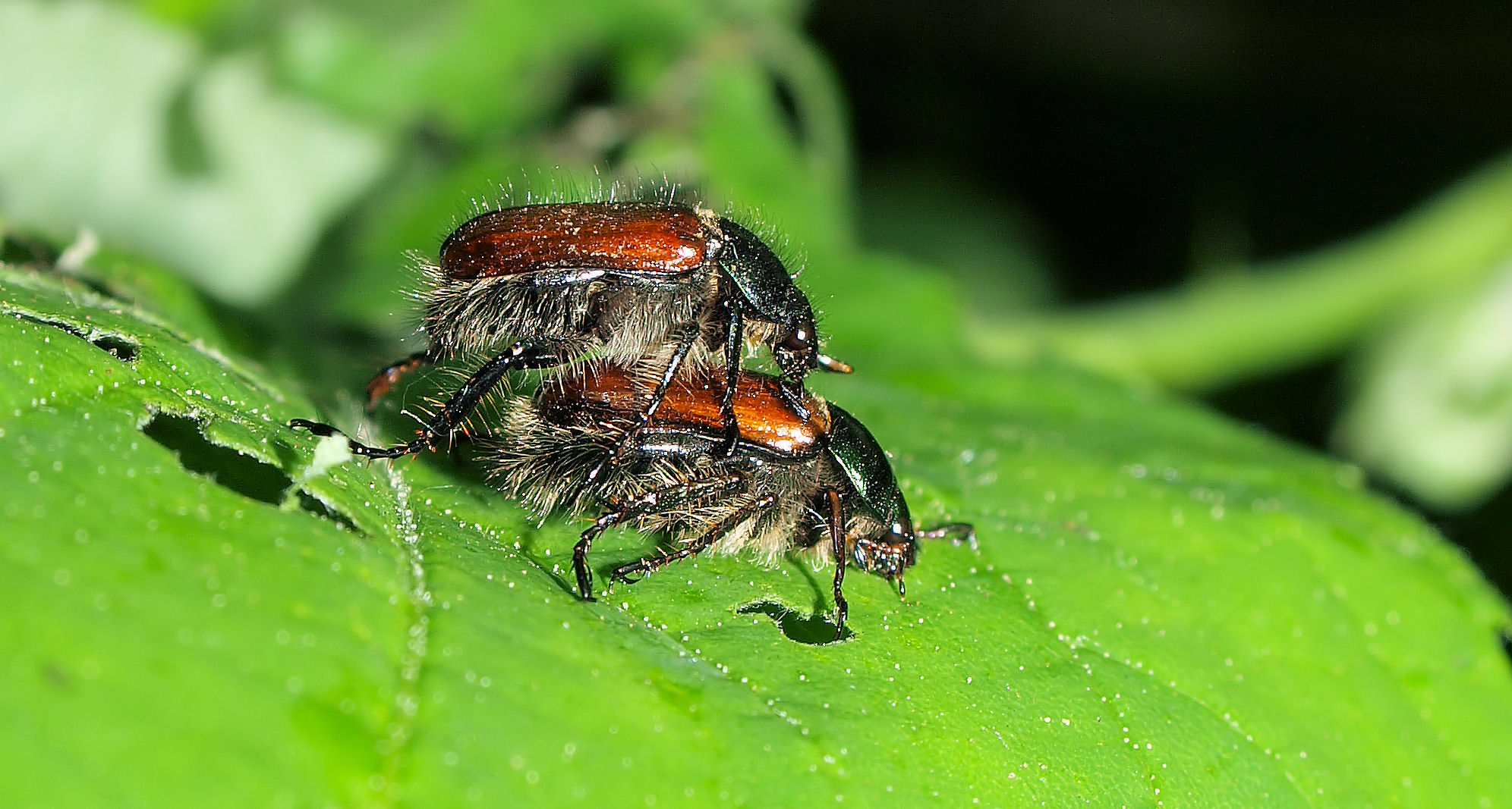 Haarig Foto & Bild | tiere, wildlife, insekten Bilder auf fotocommunity