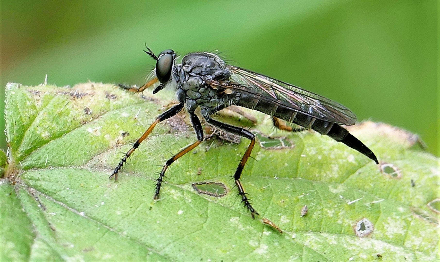 Haarig Foto & Bild | tiere, wildlife, insekten Bilder auf fotocommunity