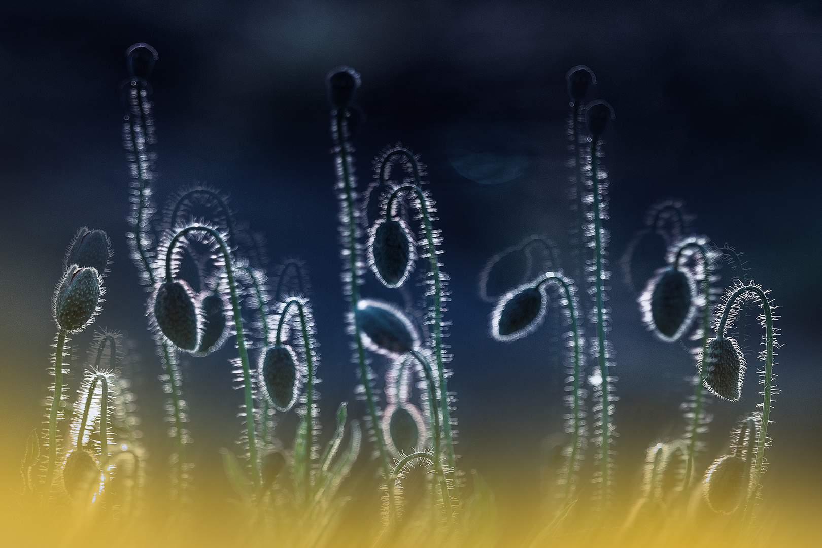 haarig Foto & Bild | pflanzen, pilze & flechten, blüten ...