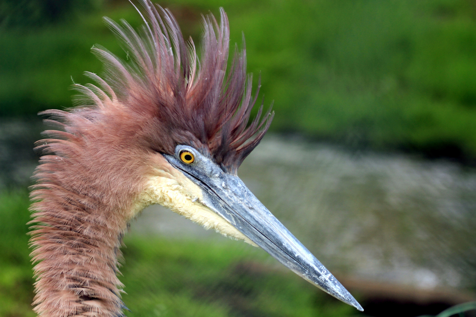 hab die Federn schön Foto & Bild | natur, portrait, zoo Bilder auf ...