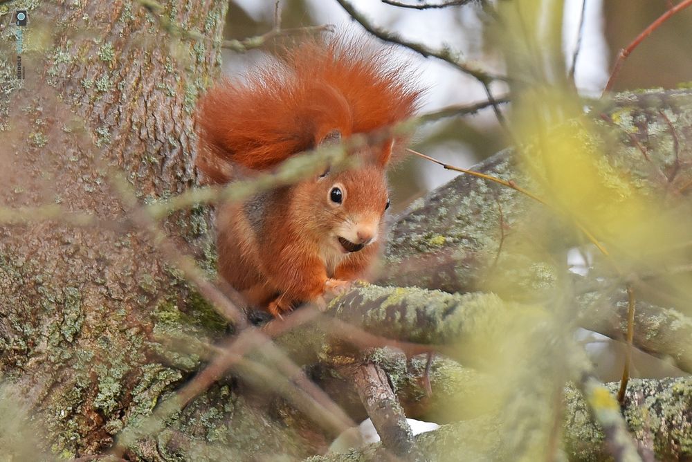 "Hab die Nuss wiedergefunden!" Foto & Bild | tiere, wildlife, wildlife ...