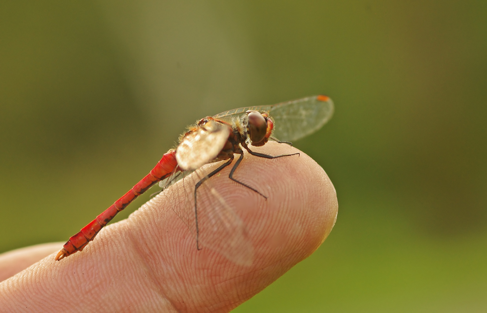 Hab ihm den Mittelfinger gezeigt... Foto & Bild | natur, insekten ...