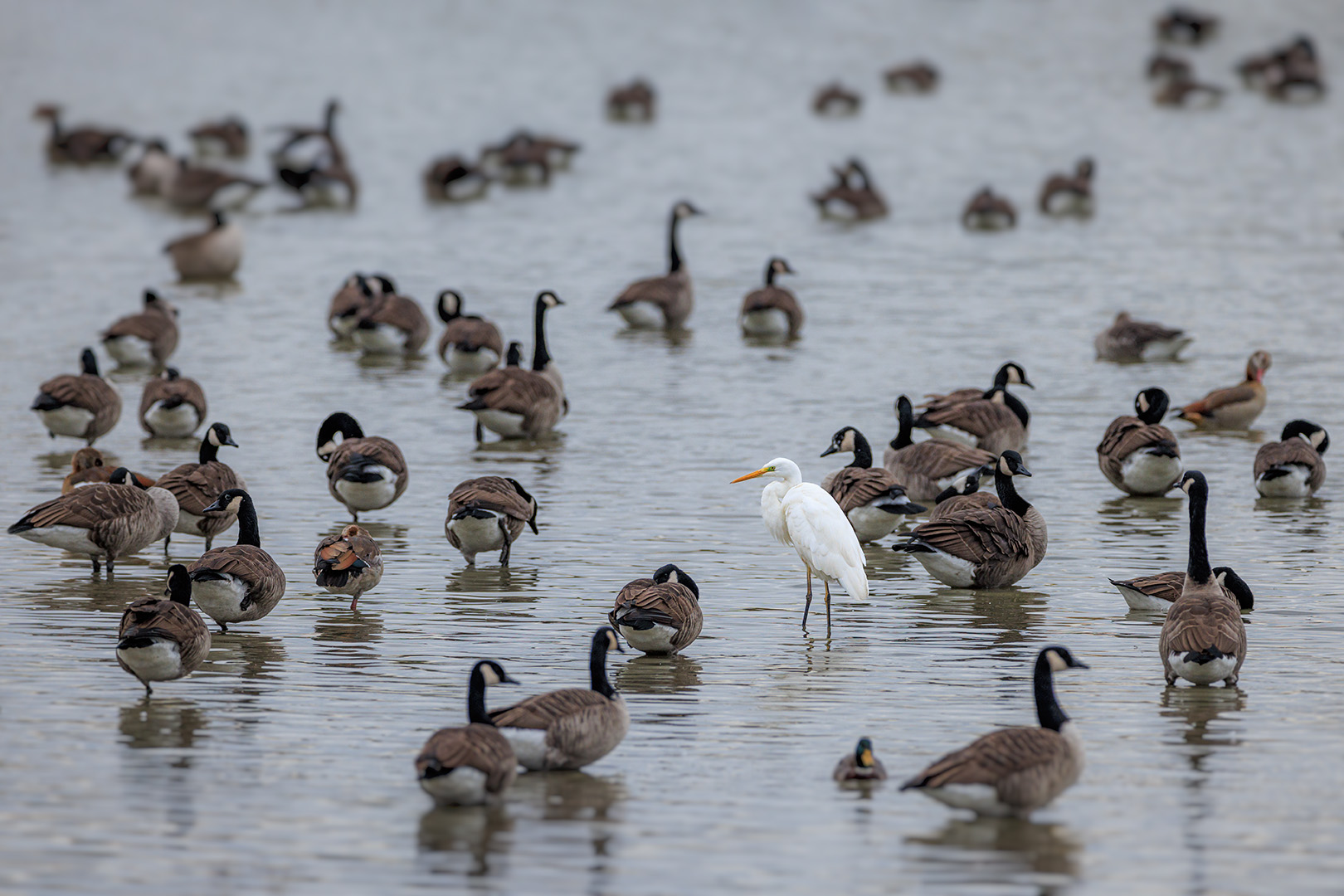 Habe ich mich denn vertan ? Foto & Bild | tiere, wildlife, wild lebende ...