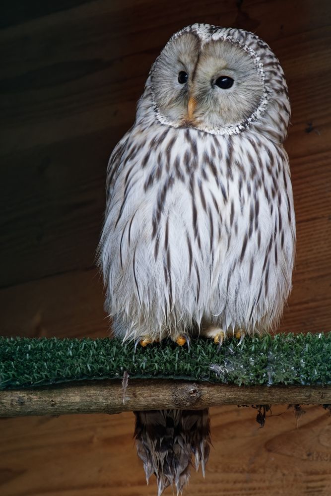 Habichskautz Foto & Bild | natur, vogel, eule Bilder auf fotocommunity