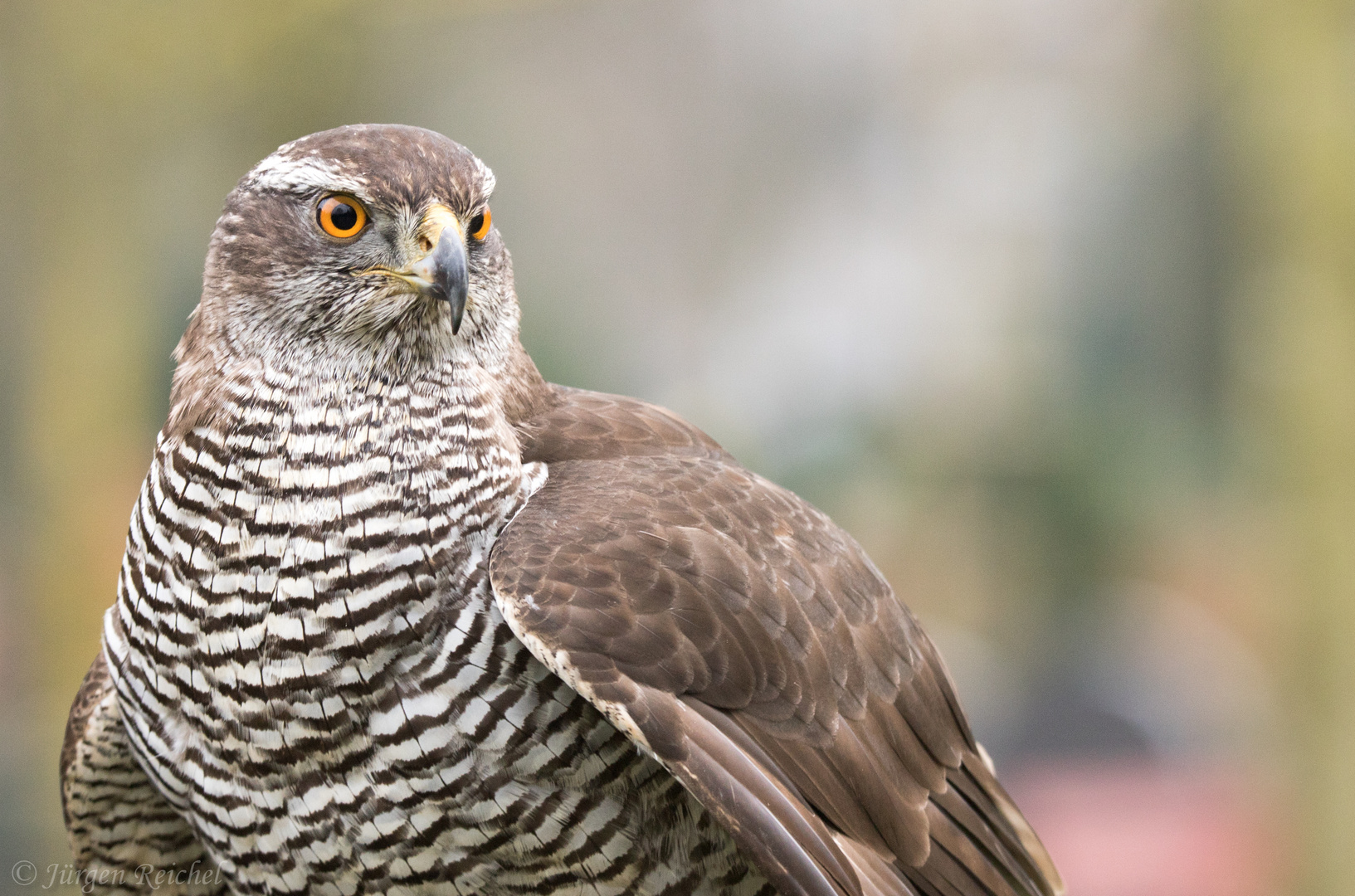 Habicht Foto & Bild | tiere, wildlife, wild lebende vögel Bilder auf ...