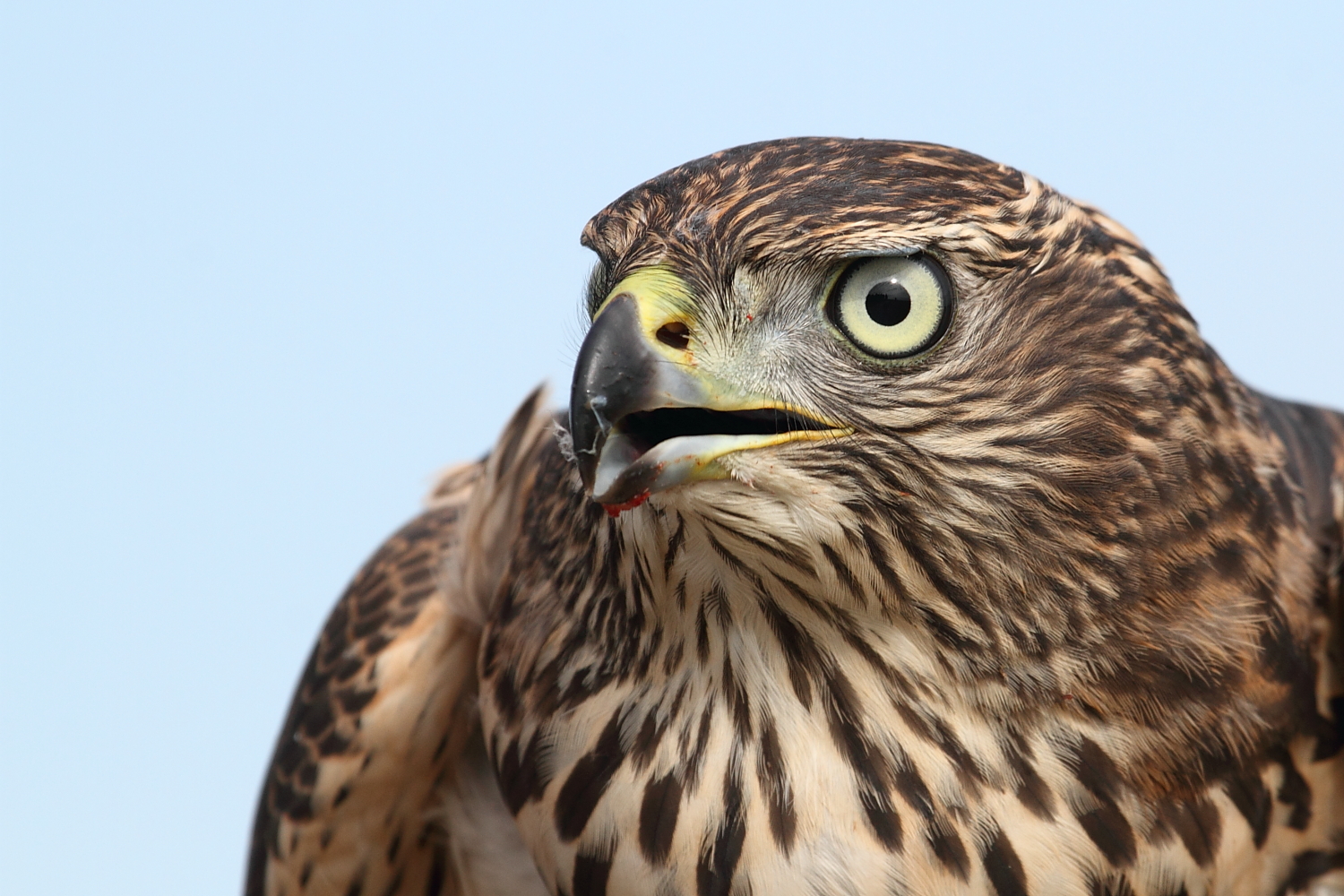 Habicht Foto & Bild | tiere, zoo, wildpark & falknerei, vögel Bilder ...