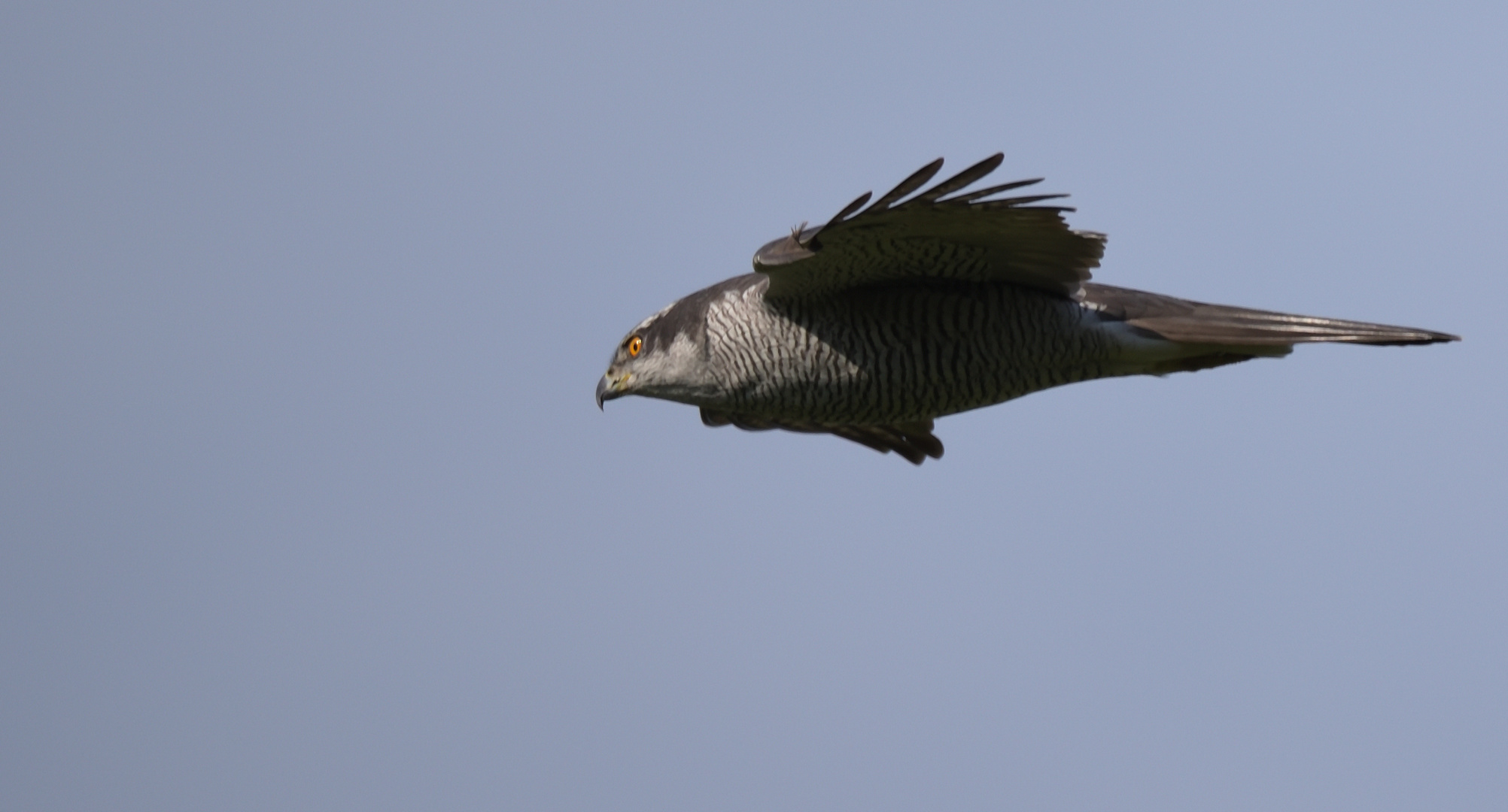 Habicht Foto & Bild | tiere, wildlife, wild lebende vögel Bilder auf ...
